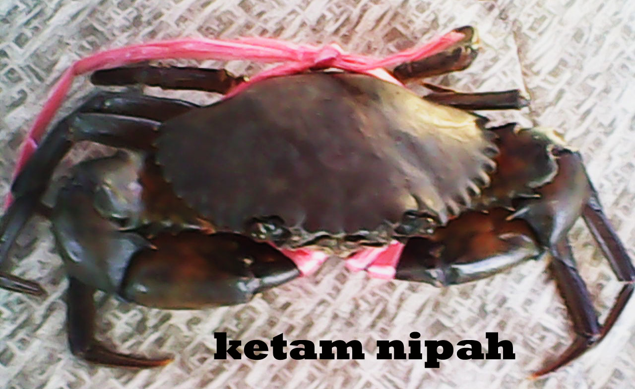 khasiat ketam nipah...