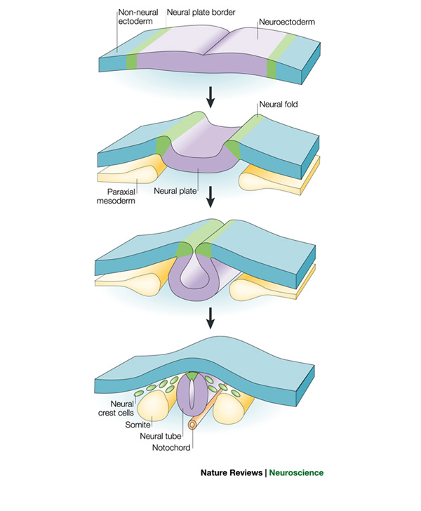 NEURULASI PADA MANUSIA - Have Fun Learning Biology
