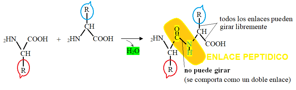 CURIOSIDADES CIENTÍFICAS : Los aminoácidos y el enlace peptídico