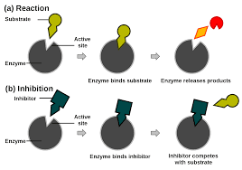 Pengertian Enzim dan Sifat-sifatnya | D'KINGS Blogspot