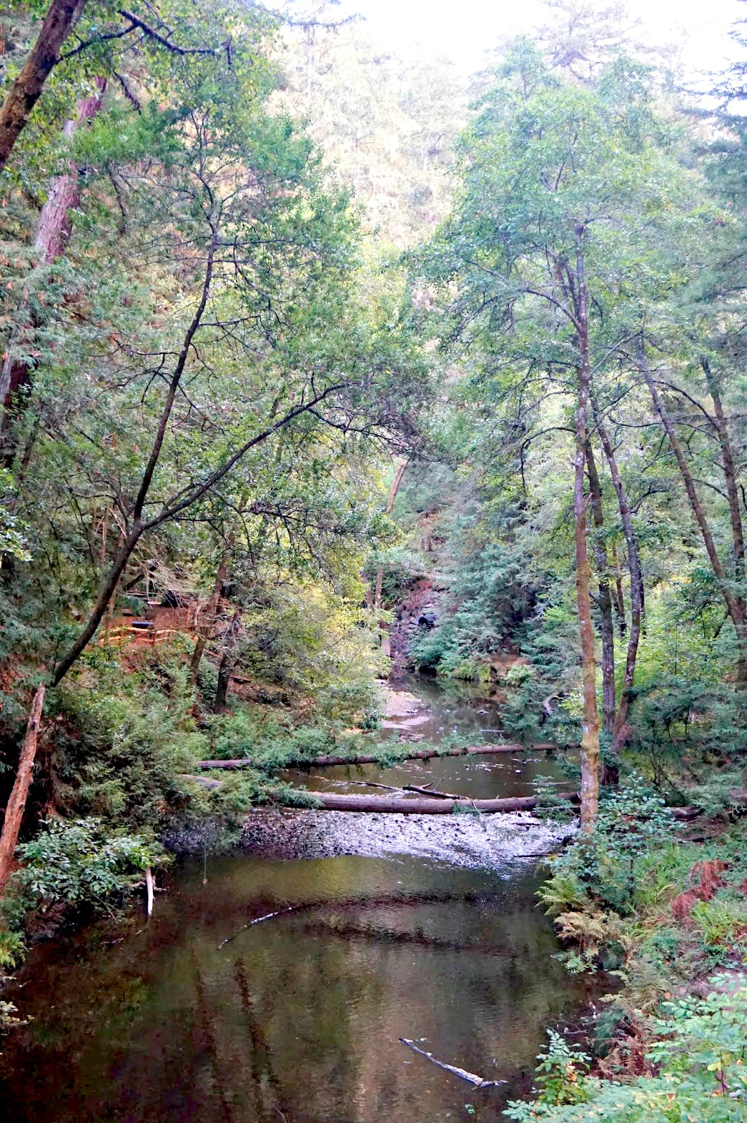 The Thrifty Traveler: Cabin Camping at Samuel P. Taylor State Park