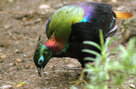 HIMALAYAN MONAL - THE NATIONAL BIRD OF NEPAL
