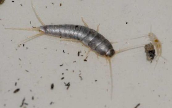 Serangga yang tidak mengalami metamorfosis, yaitu.... - Primalangga