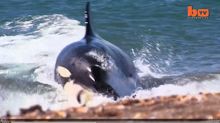 Orca attack in Valdes Peninsula Short video - Hight adrenaline