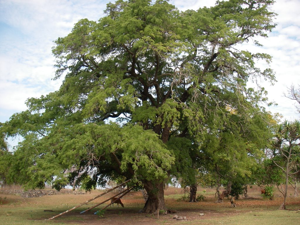 El Tamarindo: 14 hermosos arboles tamarindos