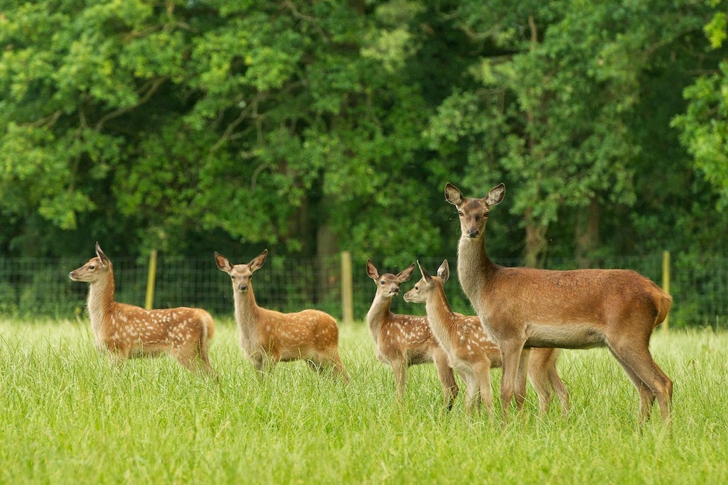 British Wildlife Centre ~ Keeper's Blog: Red Deer Calf Update