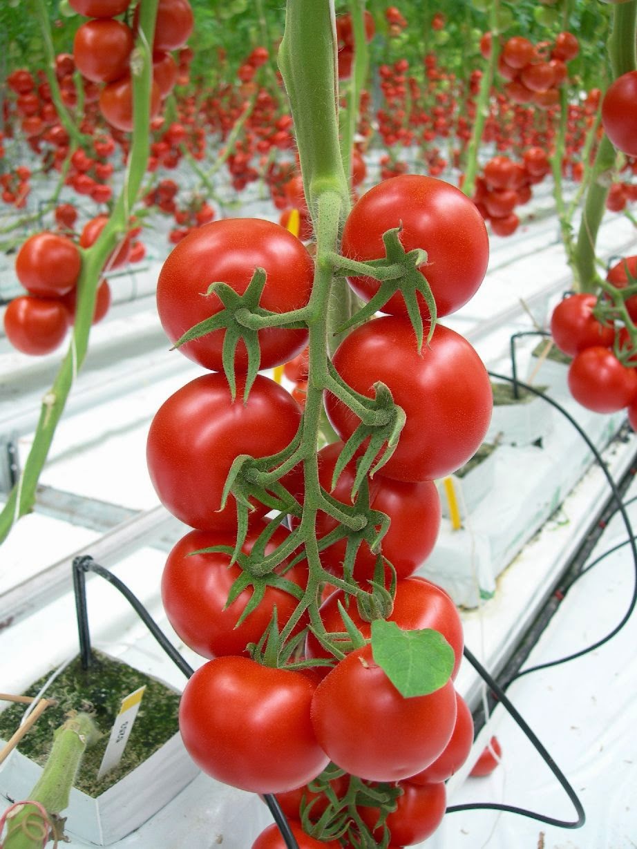 DOMATESİN FAYDALARI, YARARLARI VE DOMATESİN ZARARLARI