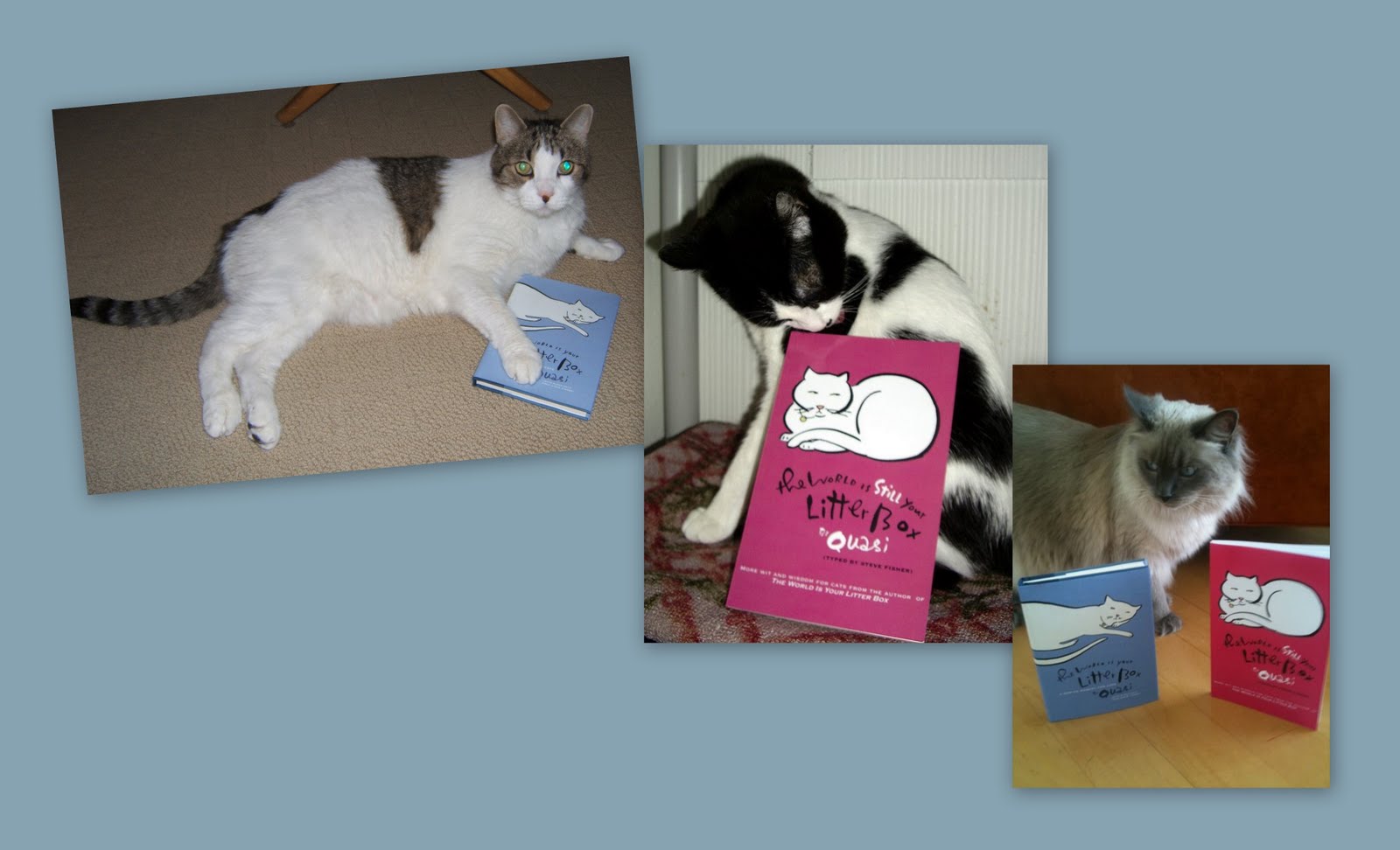 The World Is Your Litter Box: Photos of Cat Readers