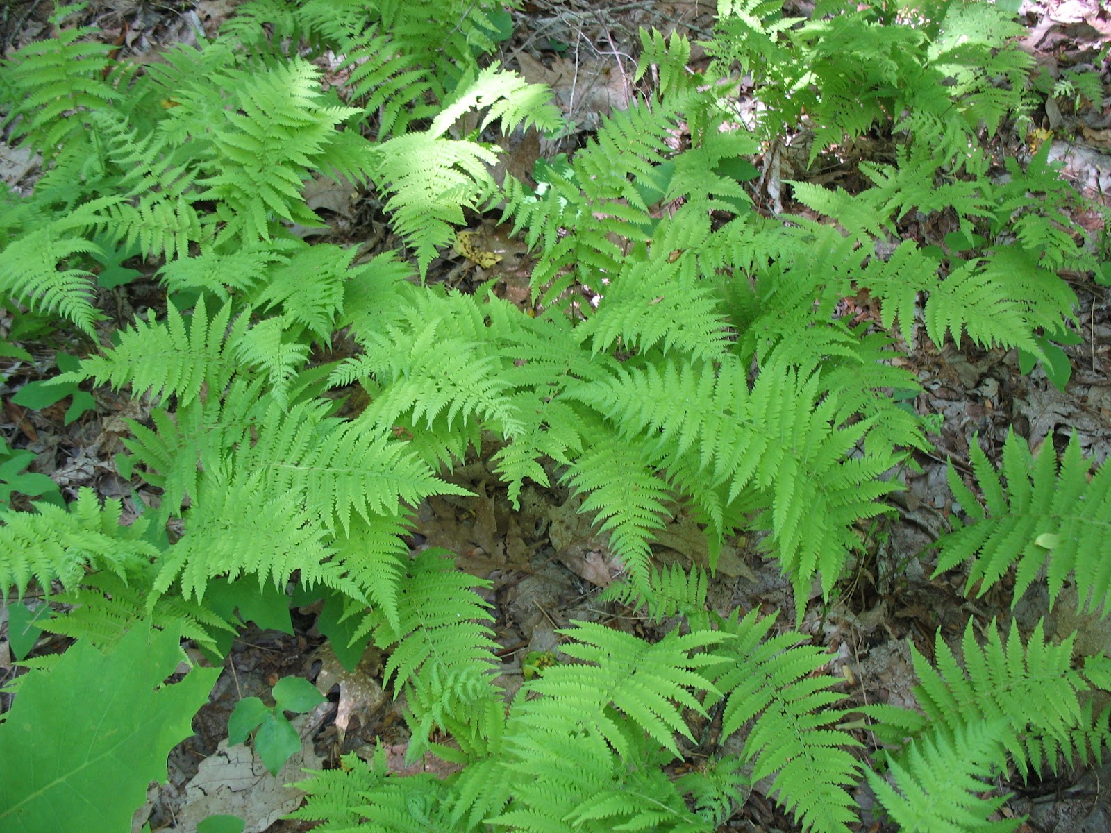 Using Georgia Native Plants: Ferns That Work For You Using Georgia Native Plants: Ferns That Work For You