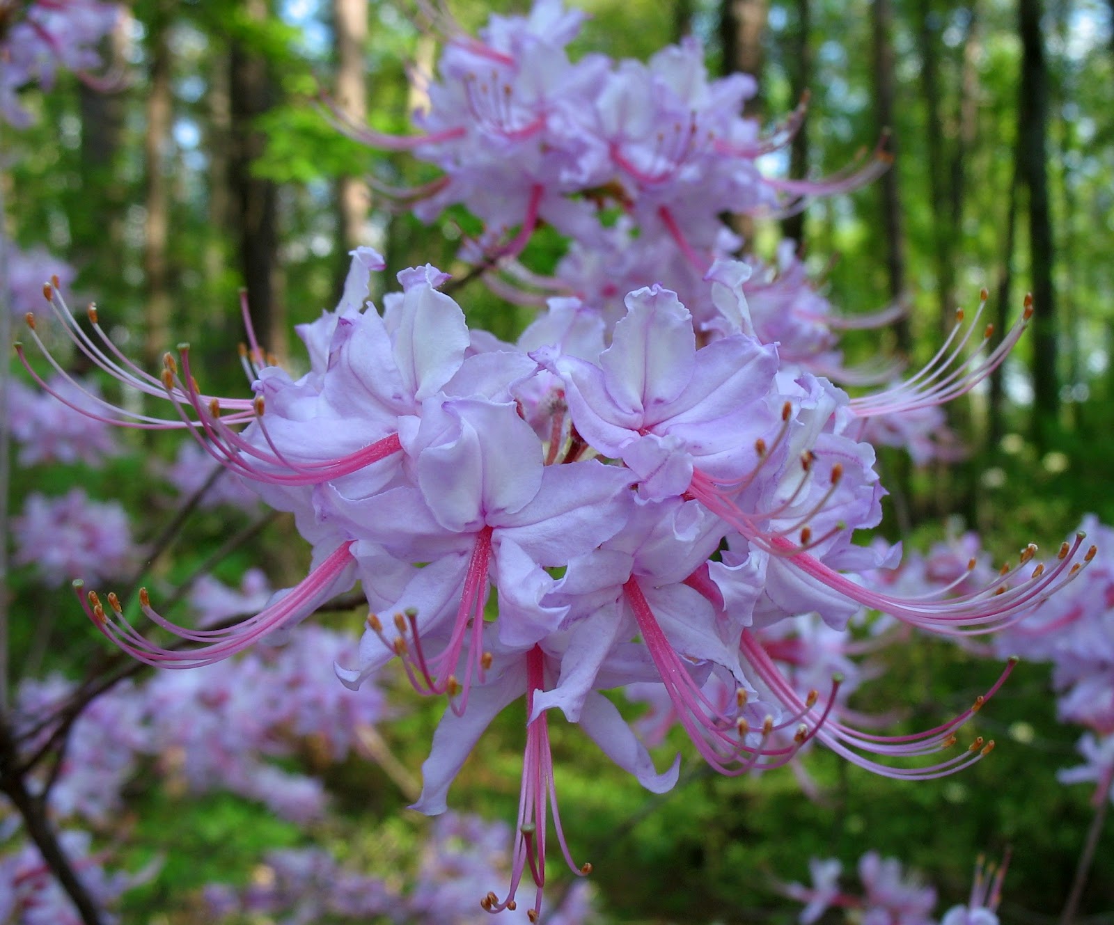 Using Georgia Native Plants: A Parade of Native Azaleas