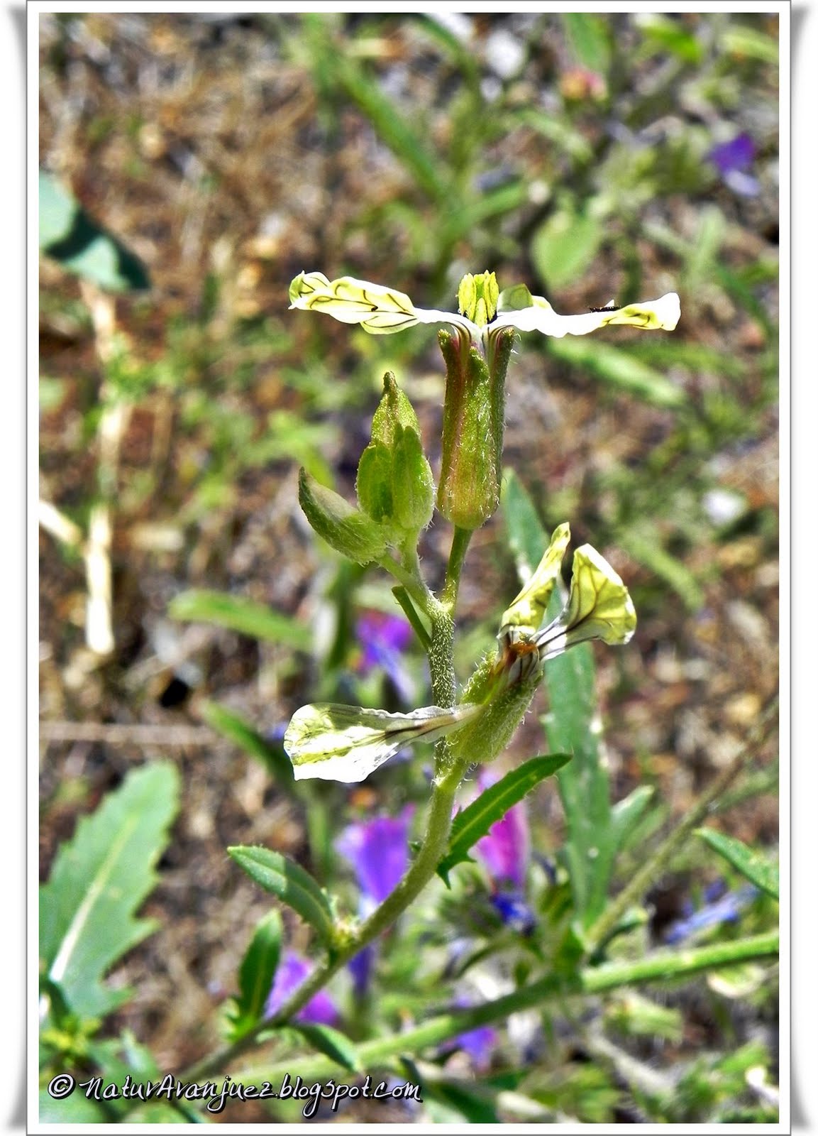NaturAranjuez: RÚCULA - Eruca vesicaria