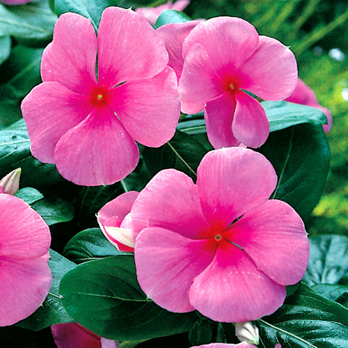 Dr. Dan's Garden Tips: Vivid Vincas