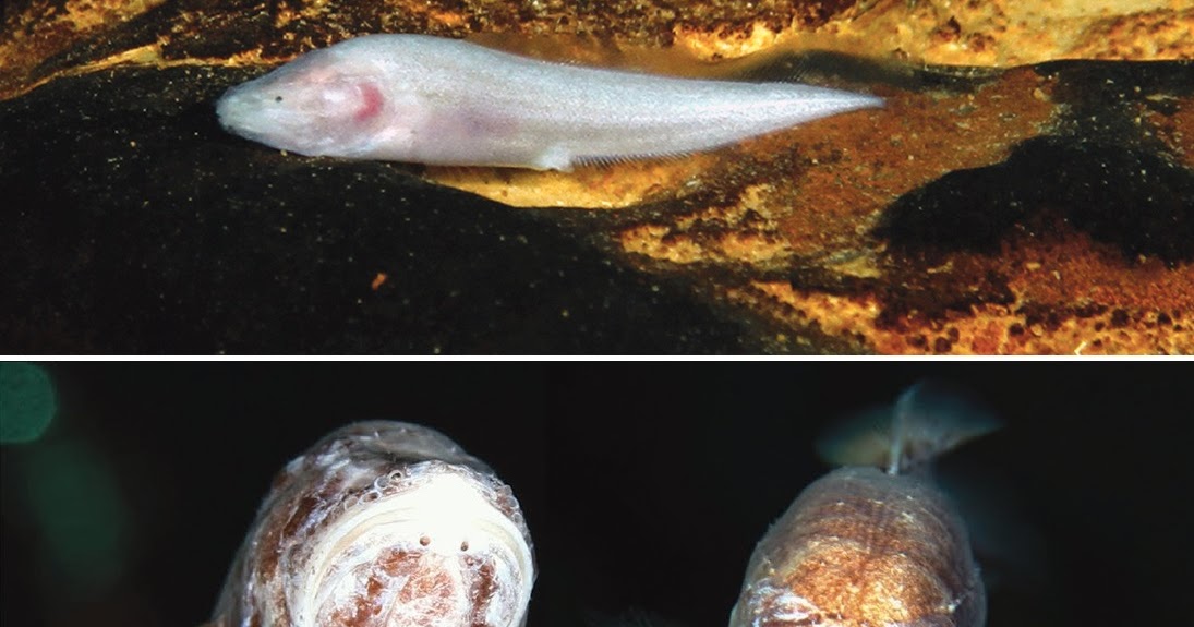 Species New to Science: [Ichthyology • 2020] Lucifuga gibarensis • A ...