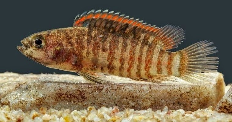 Species New to Science: [Ichthyology • 2015] Badis britzi • A New ...