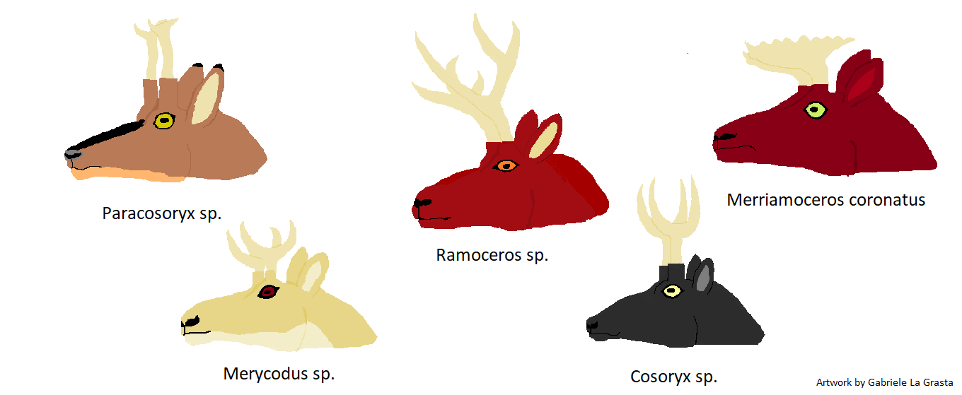 L'antilocapra e la sua complessa storia naturale