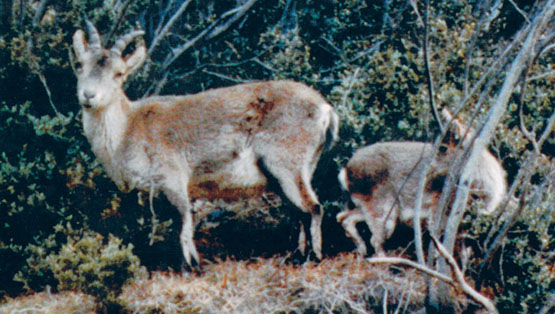 La extinción del bucardo - Paisajes de Ordesa