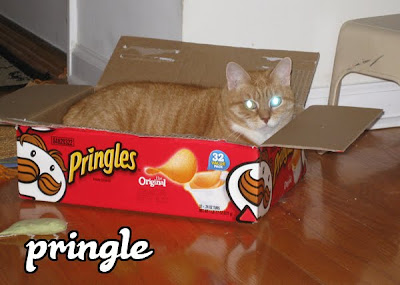 Catsparella: Sushi, Pringle, and Captain Haddock Top Trendy Cat Name Survey