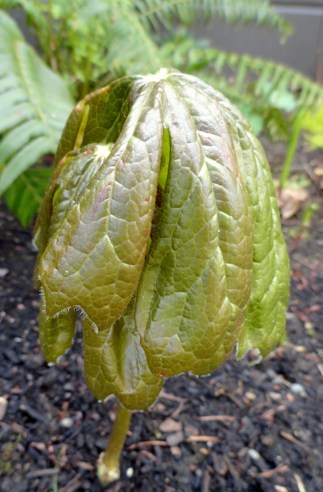 danger garden: Foliage Follow-up: Podophyllum and a few other things…