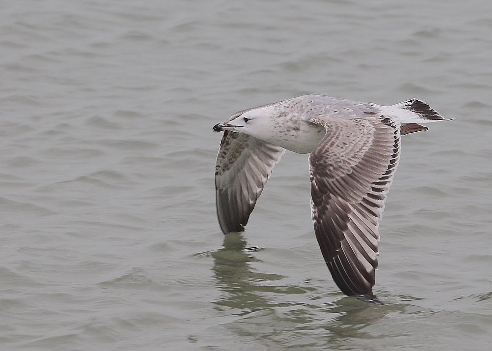 Richard Smith - Birdwatching Days Out: 2x CASPIAN GULL, 1st winter ...