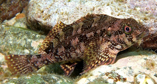 Kelpfish - Fishes World - HD Images & Free Photos