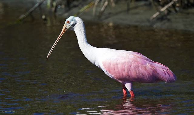 Feather Tailed Stories: Roseate Spoonbill, Huntington Beach State Park, SC