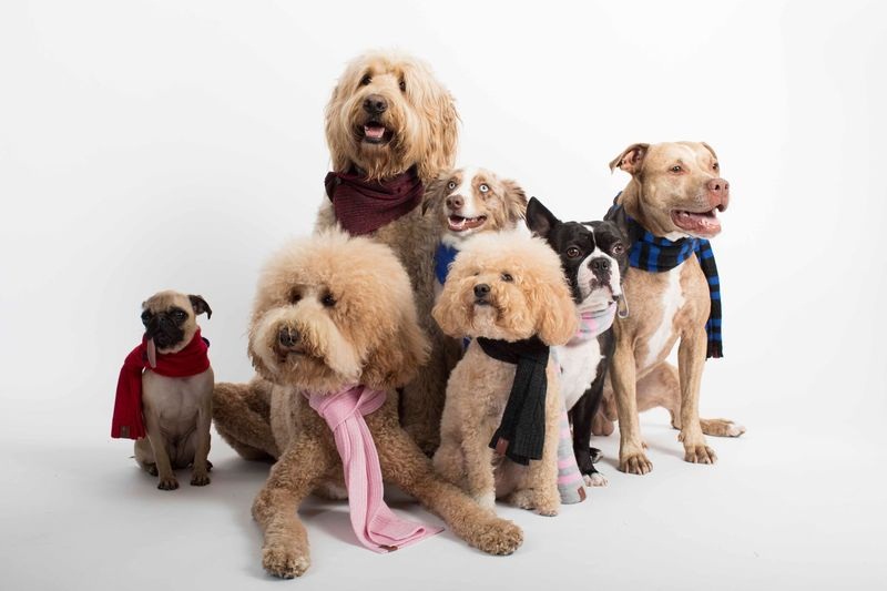 Últimas Tendencias: 'Bundle-pup' ayuda a mantener a tus amigos peludos ...