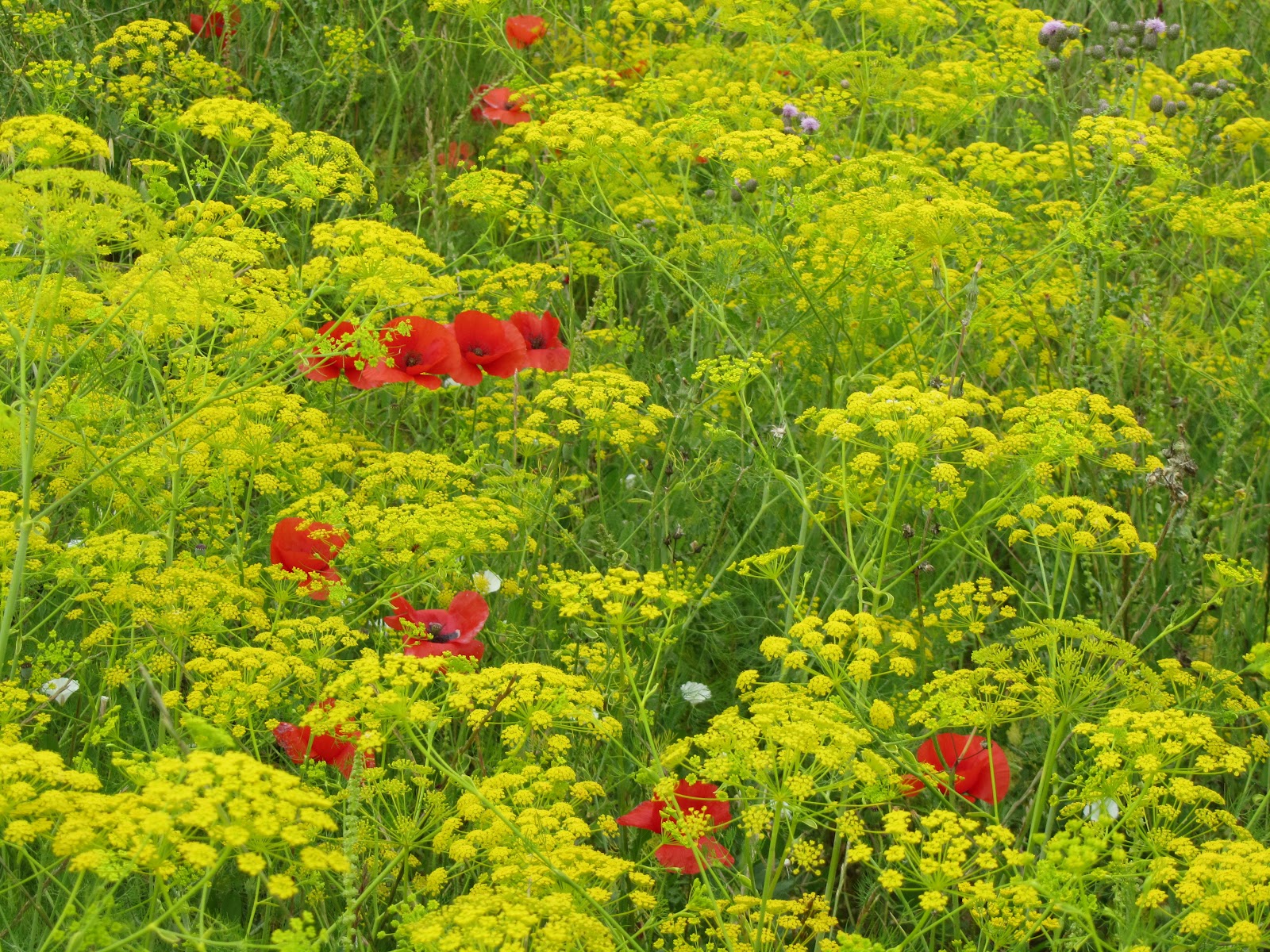 O XICLISTA: FLOR DE FUNCHO