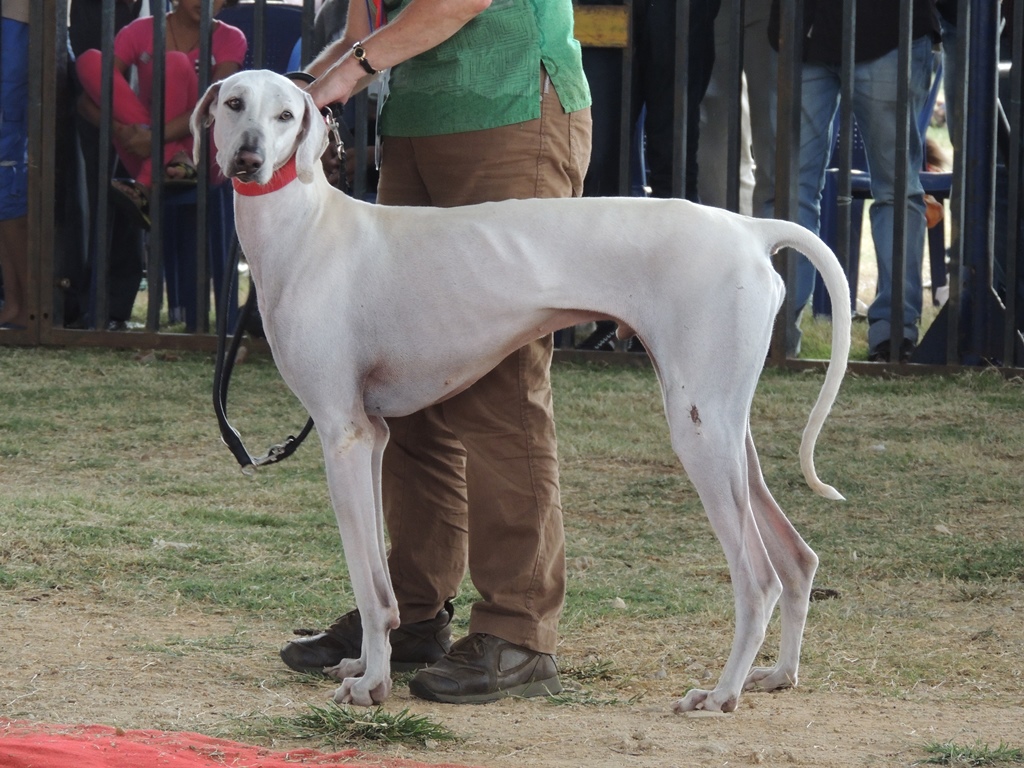 #ashokasays: Dogs- Mudhol Hound