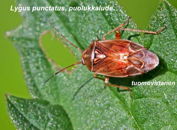 tuomovirtanen: Suomen luteet-Heteroptera-Bugs of Finland