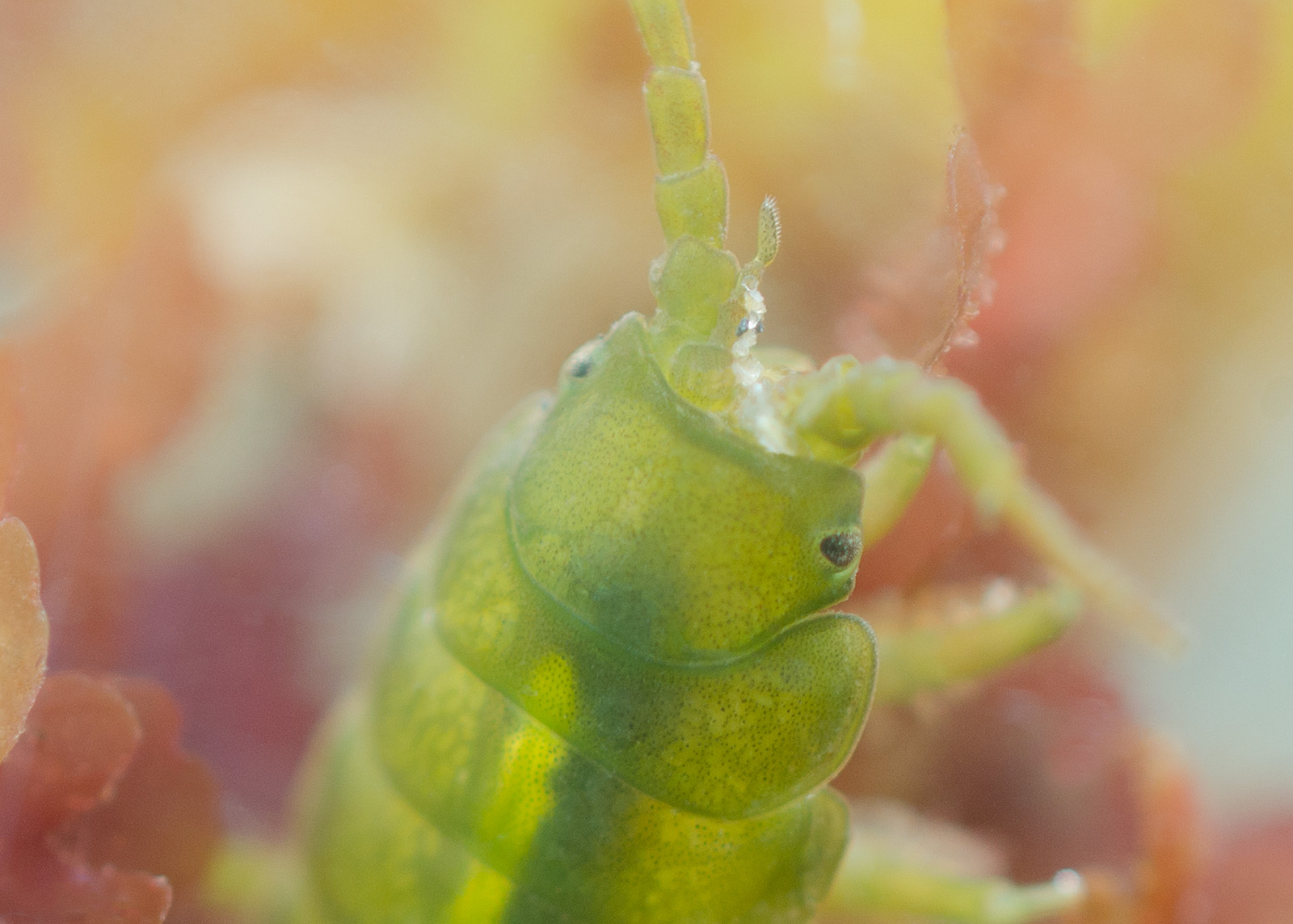 Wanderin' Weeta (With Waterfowl and Weeds): Pickle bug