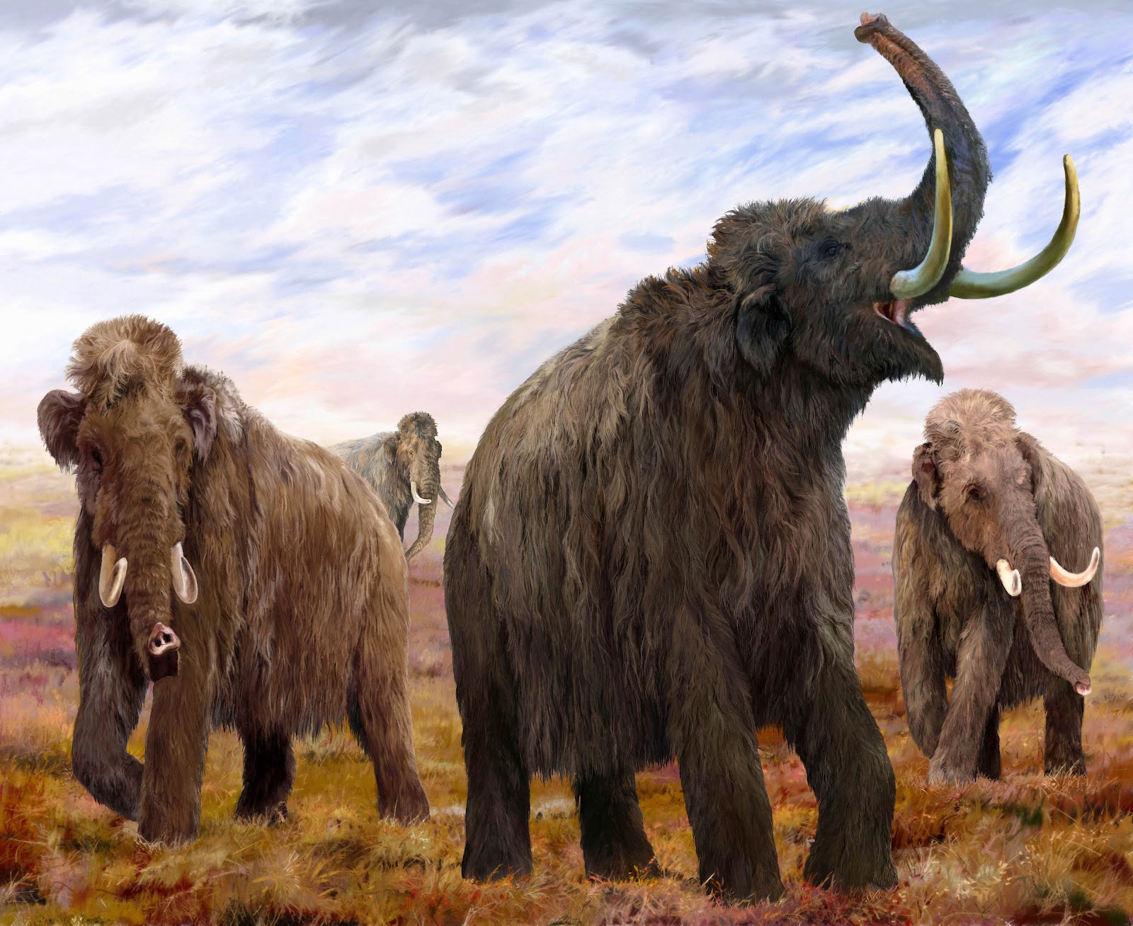 Woolly Mammoth Wallpapers | Animals Library