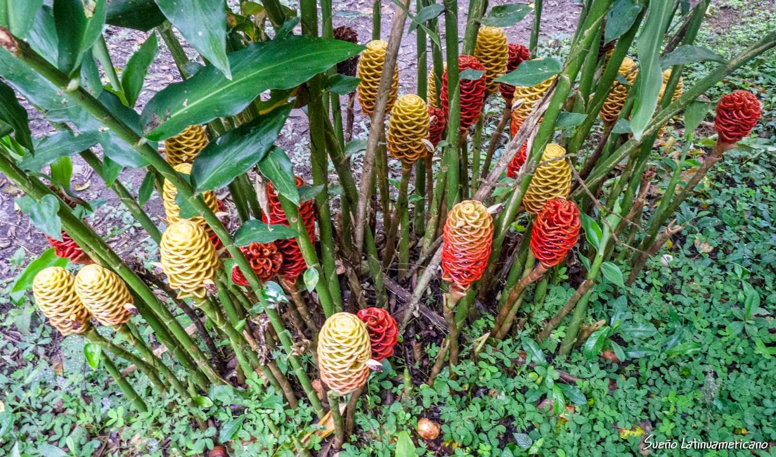 Sueño Latinuamericano: Mindo: el paraíso de las flores y el picaflor ...
