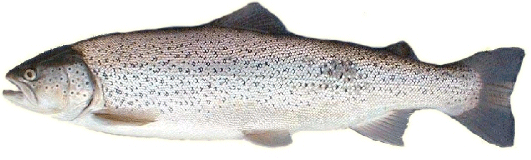 Risotto truite estragon | funambul(in)e: Risotto truite estragon