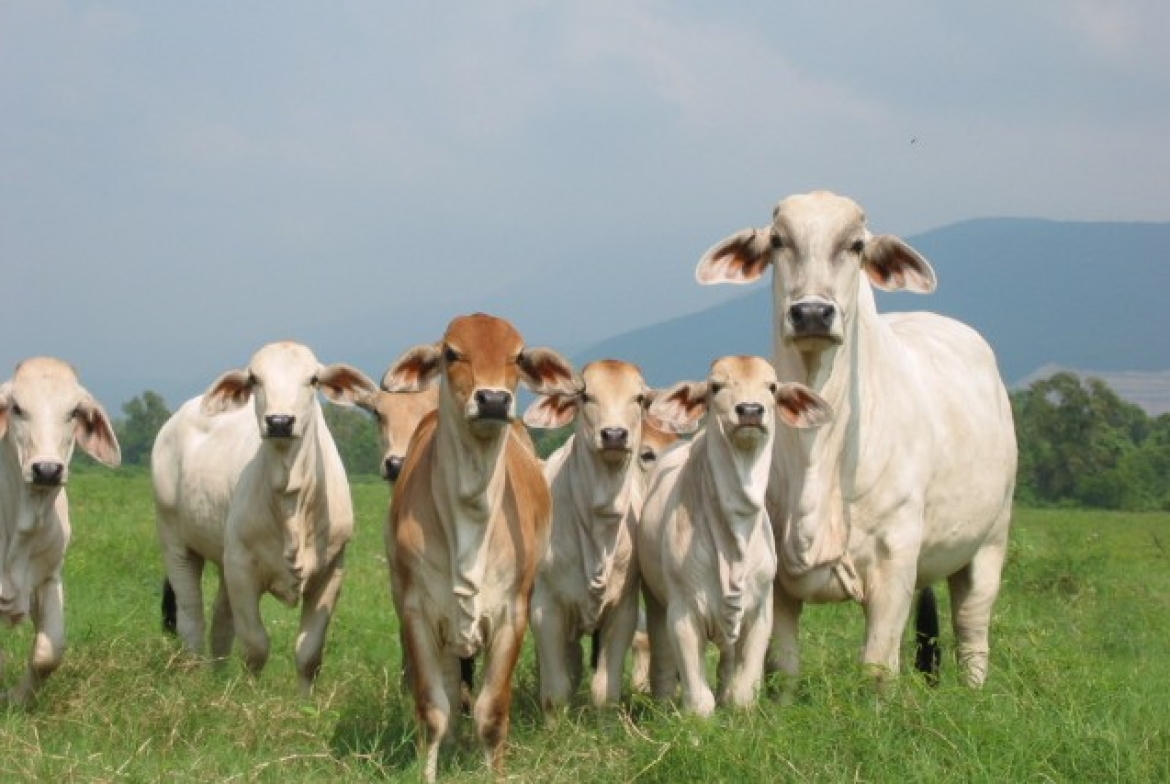 PRODUCCIÓN DE GANADO BOVINO EN PANAMÁ