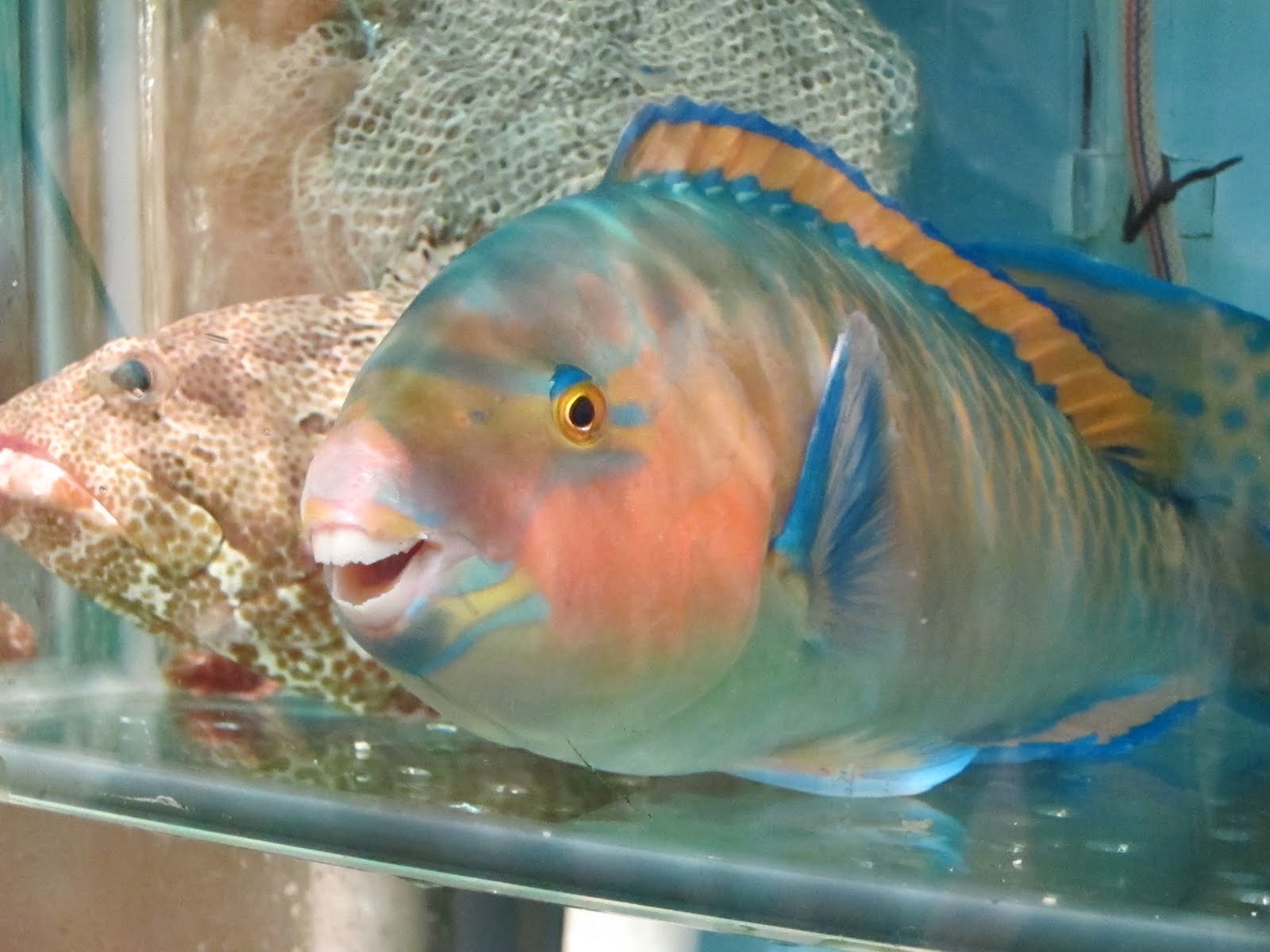 Janographer: smiling fish