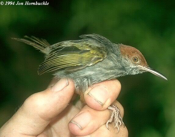 Gambar macam-macam Ciblek | Info Burung Kicauan