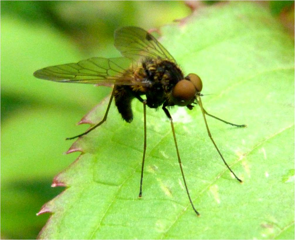 Insects of Scotland: Snipe Flies