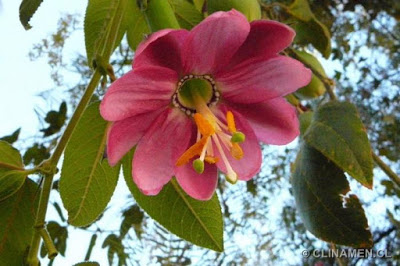 ANPP Animales y Plantas de Perú: Tumbo - Passiflora mollisima H.B.K.