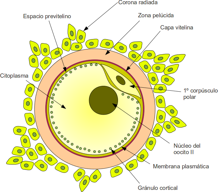 Biología Humana: La fecundación humana