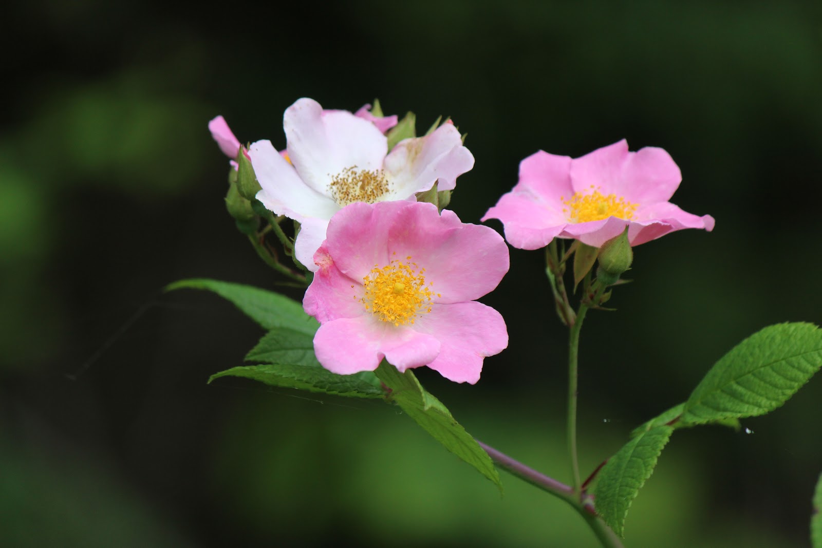 Swamp Roses - Natural Park - July 10th, 2014 - Canon