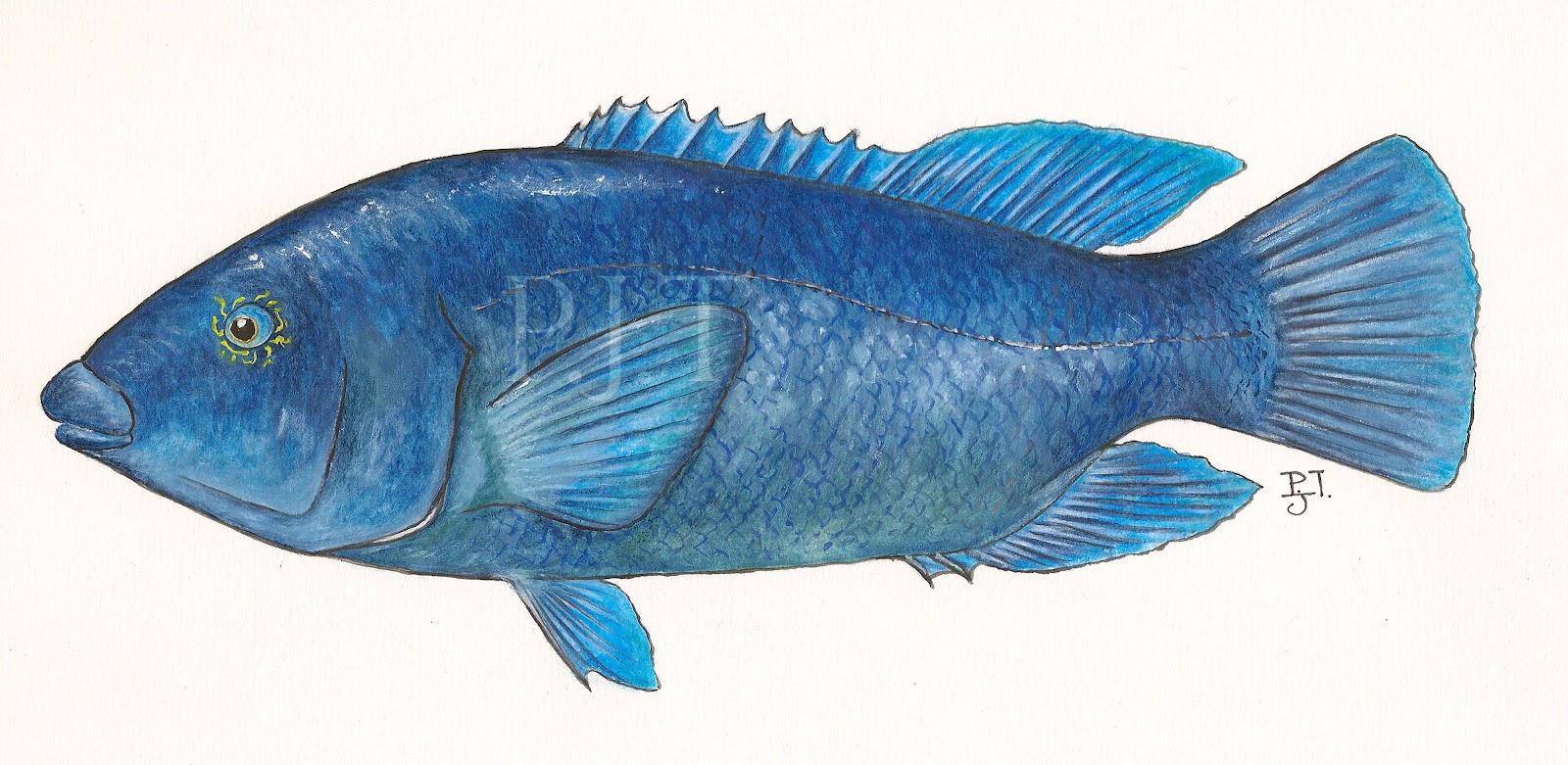 BlueSpace: Fish Painting - Blue Groper