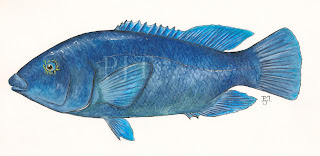 BlueSpace: Fish Painting - Blue Groper