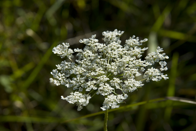 Shor Park and Tealtown Nature Preserve