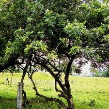 VIVERO HABITAT NATIVO: ARBOL MATARRATON
