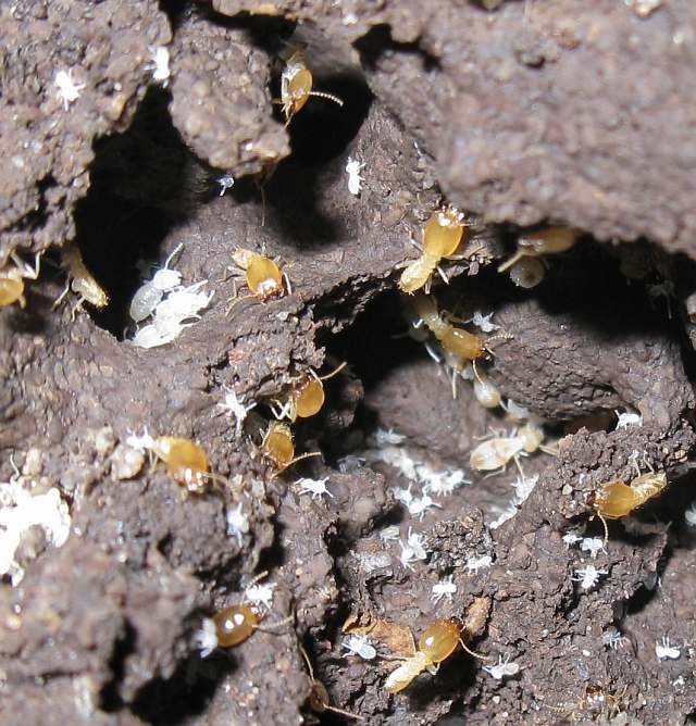 Photos and Info on Ants and Termites of Malaysia: Parrhinotermes