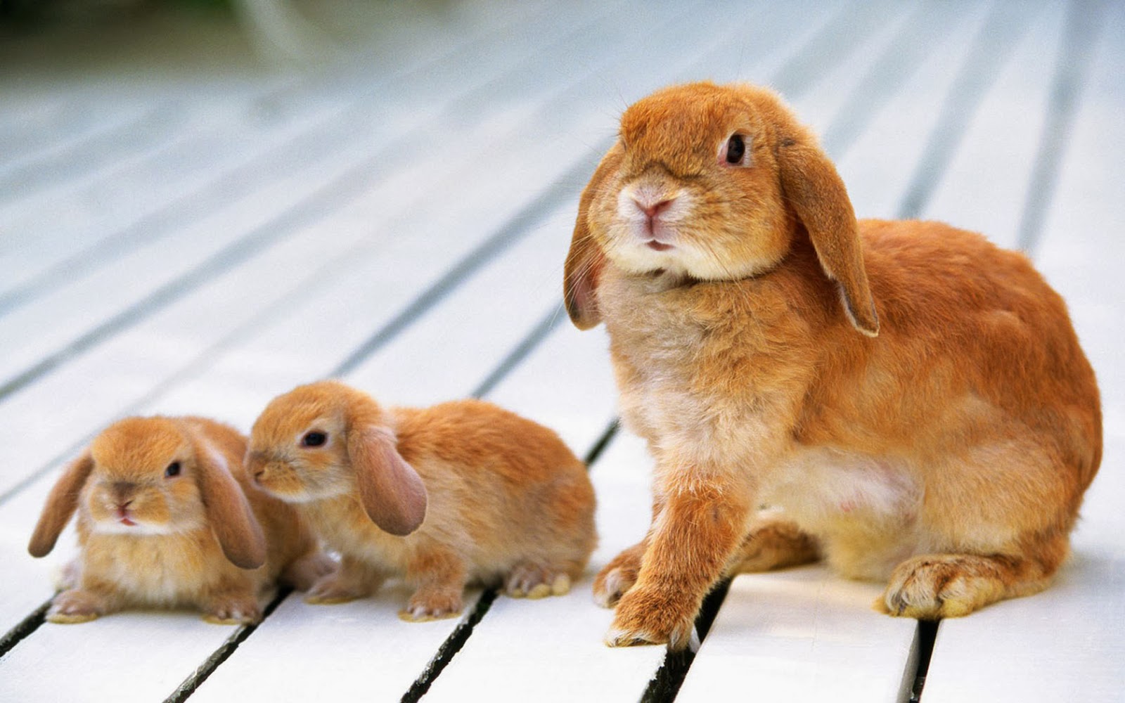 Tipos de conejos - Fotos Bonitas de Amor | Imágenes Bonitas de Amor