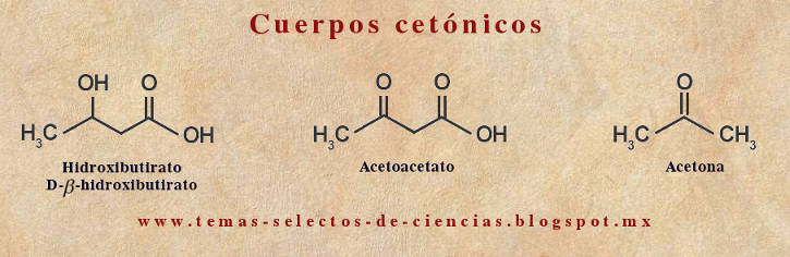 Formación y utilización de Cuerpos Cetónicos