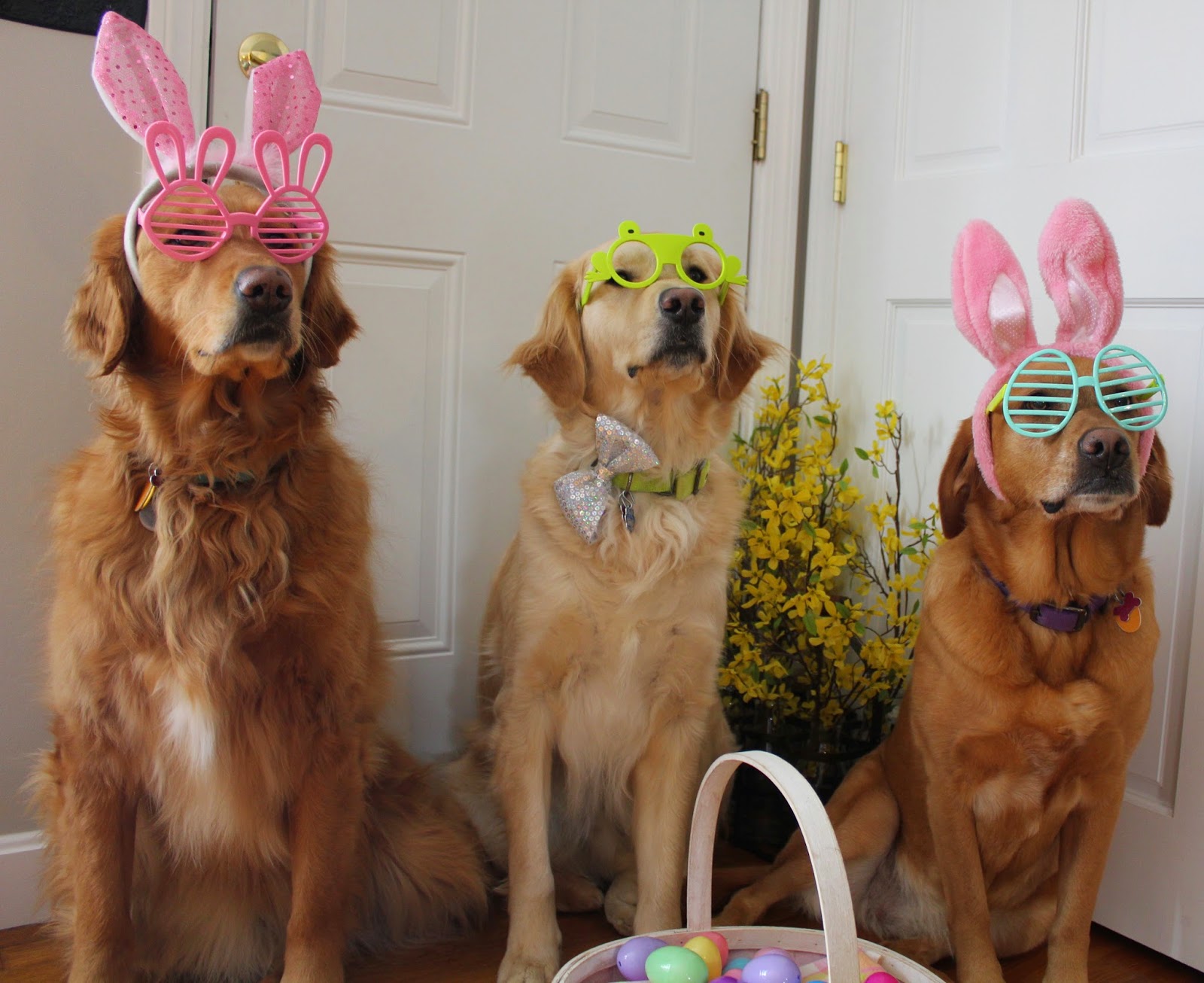 Easter Dogs 2015