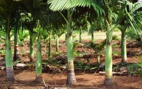 El palmito. Consume este vegetal de fácil digestión.|Hora Buena