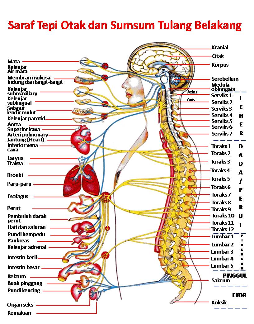 Apa itu Sistem Saraf Tepi ?, Pengertian Sistem Saraf Tepi | Blog Pelajaran